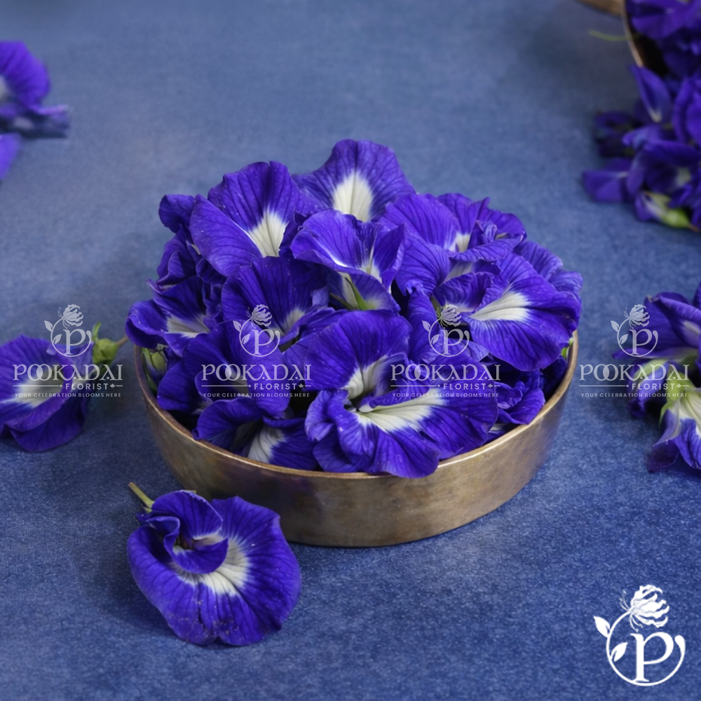 Sangu Pushpam (Clitoria Ternatea) | Blue Butterfly Pea Flowers ...