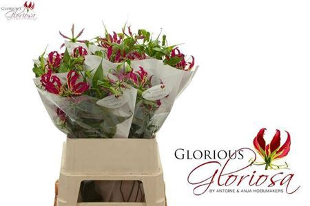 Long Stem - Karthigai Poo (Gloriosa) Tamil Eelam National Flower ...