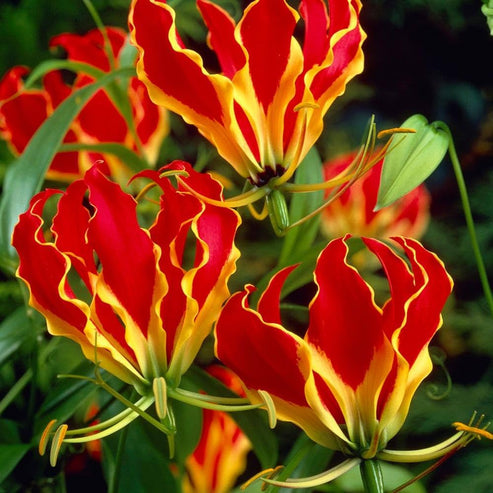 Long Stem - Karthigai Poo (Gloriosa) Tamil Eelam National Flower ...