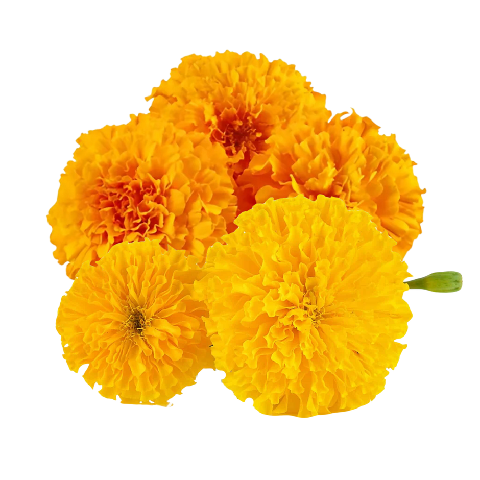 Celebrate Onam with Pookadai.com