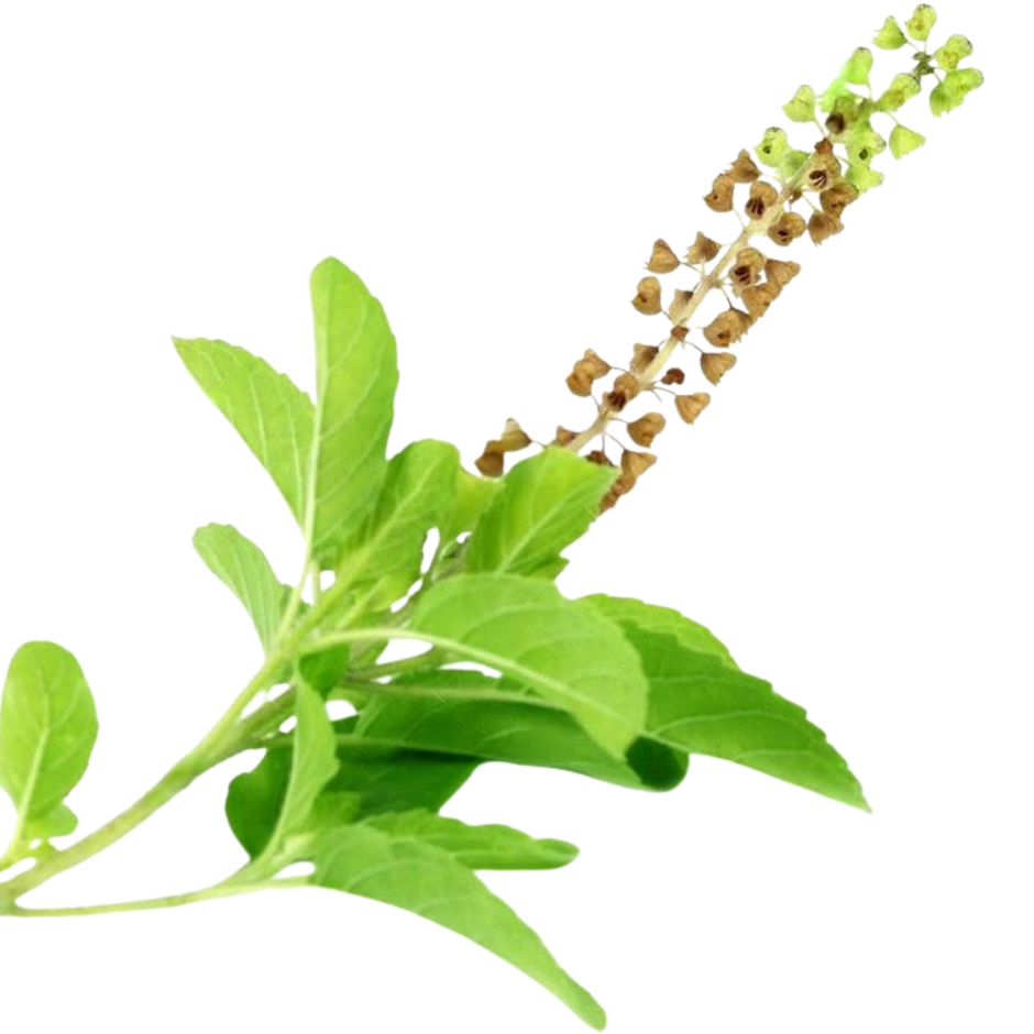 Pooja Leaves for Rituals & Ceremonies | Fresh Sacred Leaves