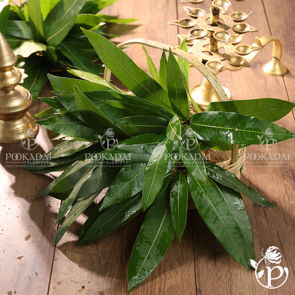 Fresh Mango Leaves (Maavilai) for Thoranam & Housewarming | Pookadai ...